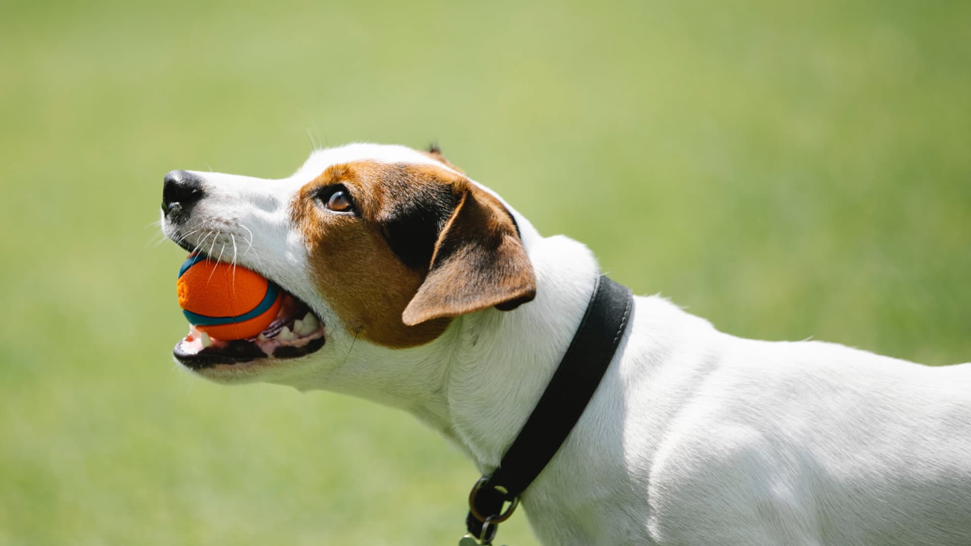 Play Animal Games | Young Vets Club