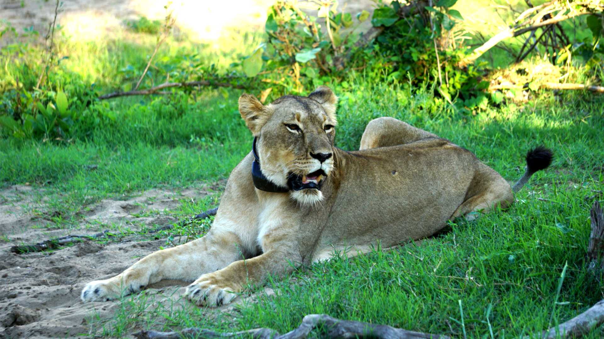 For Young Animal Lovers | Learn from real hero vets!