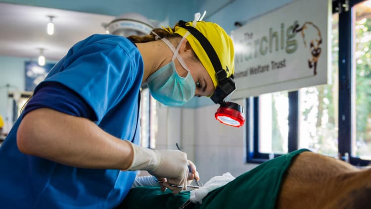 How to become a vet or vet nurse | Young Vets Club