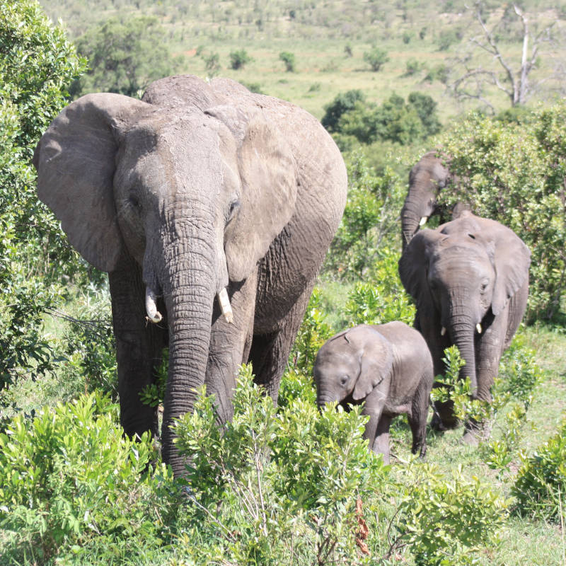 Young Vets Club | For Kids Who Love Animals