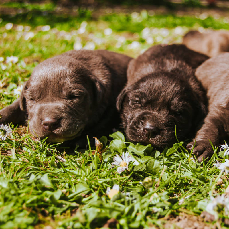 Young Vets Club | For Kids Who Love Animals