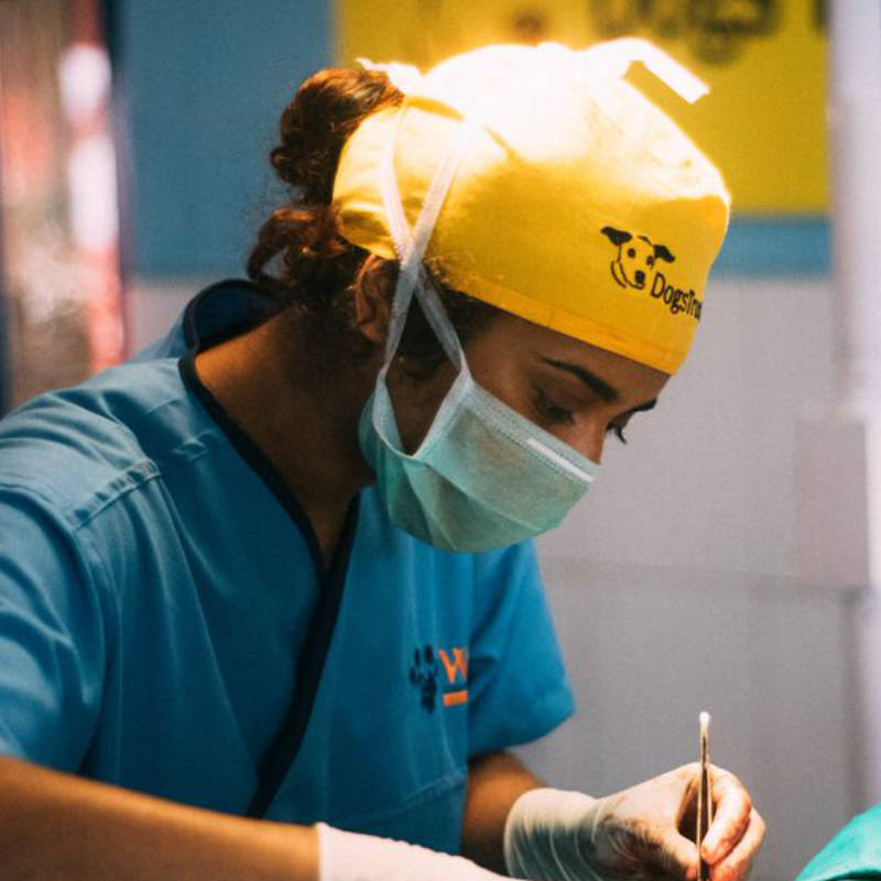 Young Vets Club | For Kids Who Love Animals