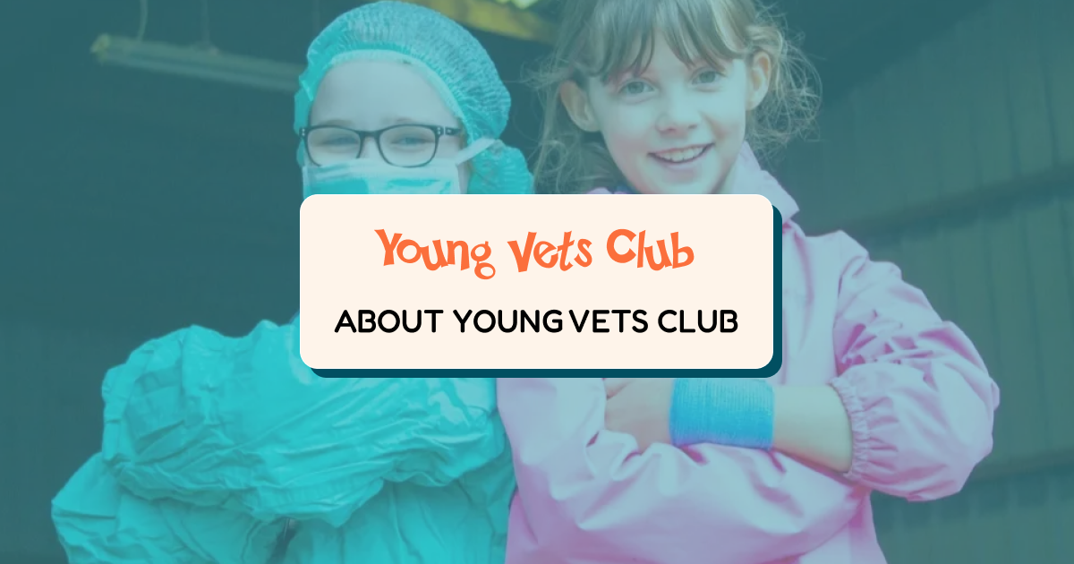 For Young Animal Lovers | Learn from real hero vets!