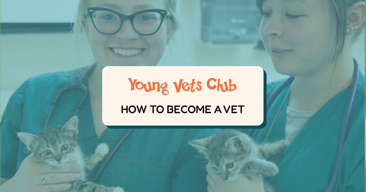 How to become a vet or vet nurse | Young Vets Club