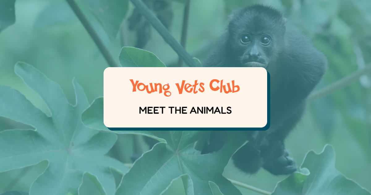 Meet the Animals | Young Vets Club